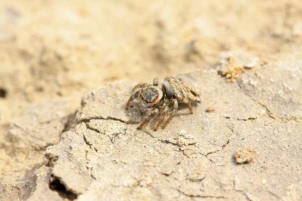 Camel spider pictures iraq Stock Photos, Royalty Free Camel spider ...