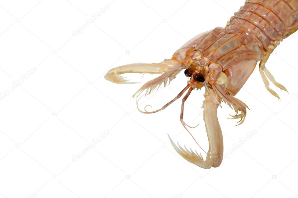Mantis shrimp in a white background — Stock Photo © lnzyx #24612341
