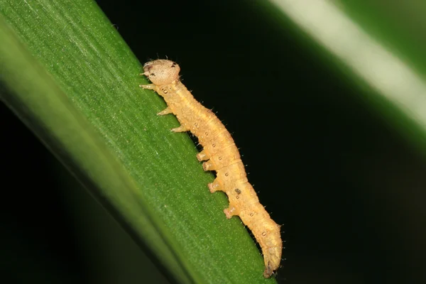 Scale insects Stock Photo by ©dlpn 26041307