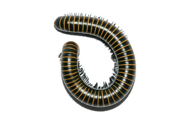 Art af gorm Stock Photos, Royalty Free Art af gorm Images | Depositphotos