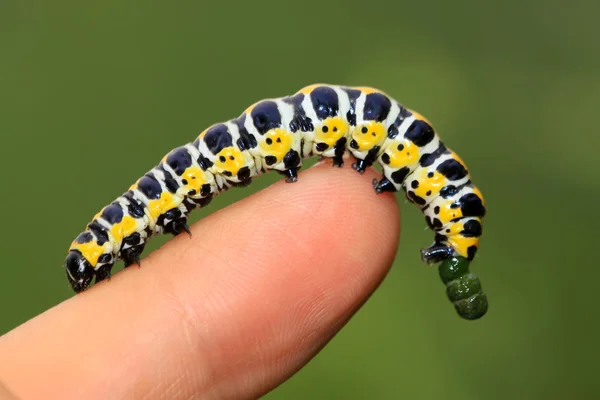 Imágenes de Jewel slug caterpillar, fotos de Jewel slug caterpillar sin ...