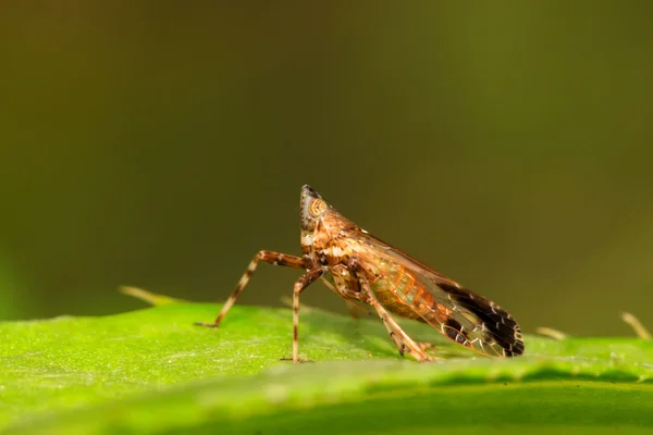 Homoptera Stock Photos, Royalty Free Homoptera Images | Depositphotos®