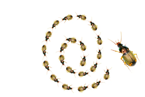 100,000 바퀴벌레의 구제 Vector Images | Depositphotos