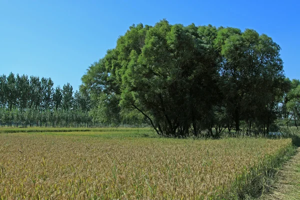 A tree in a rice field Stock Photos, Royalty Free A tree in a rice ...
