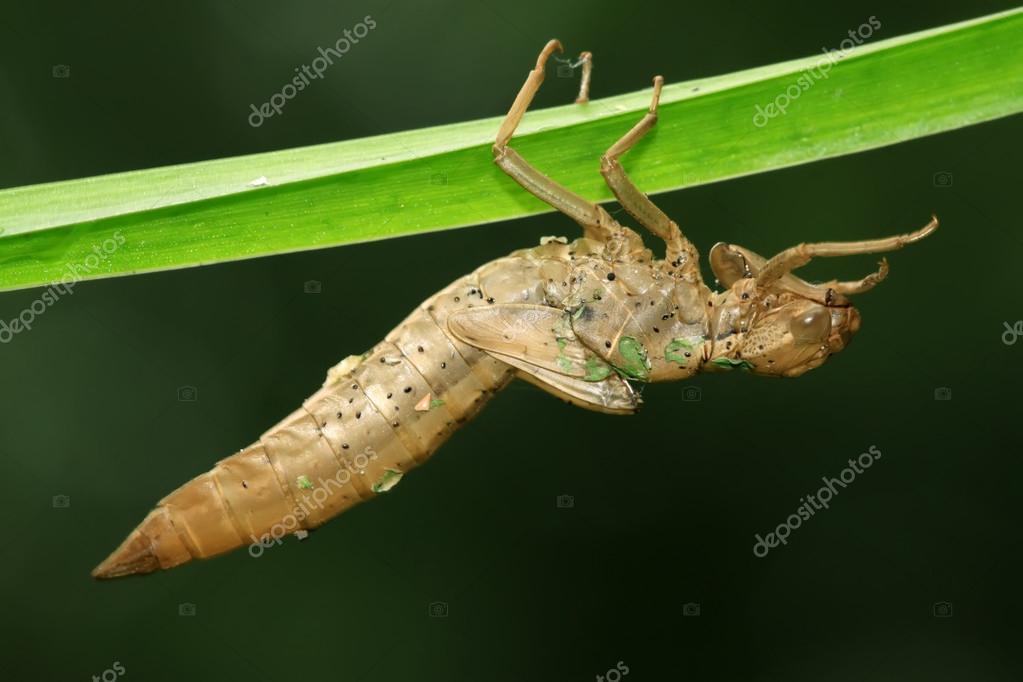 What is this bug thing? It's been sitting like this for a week or two ...