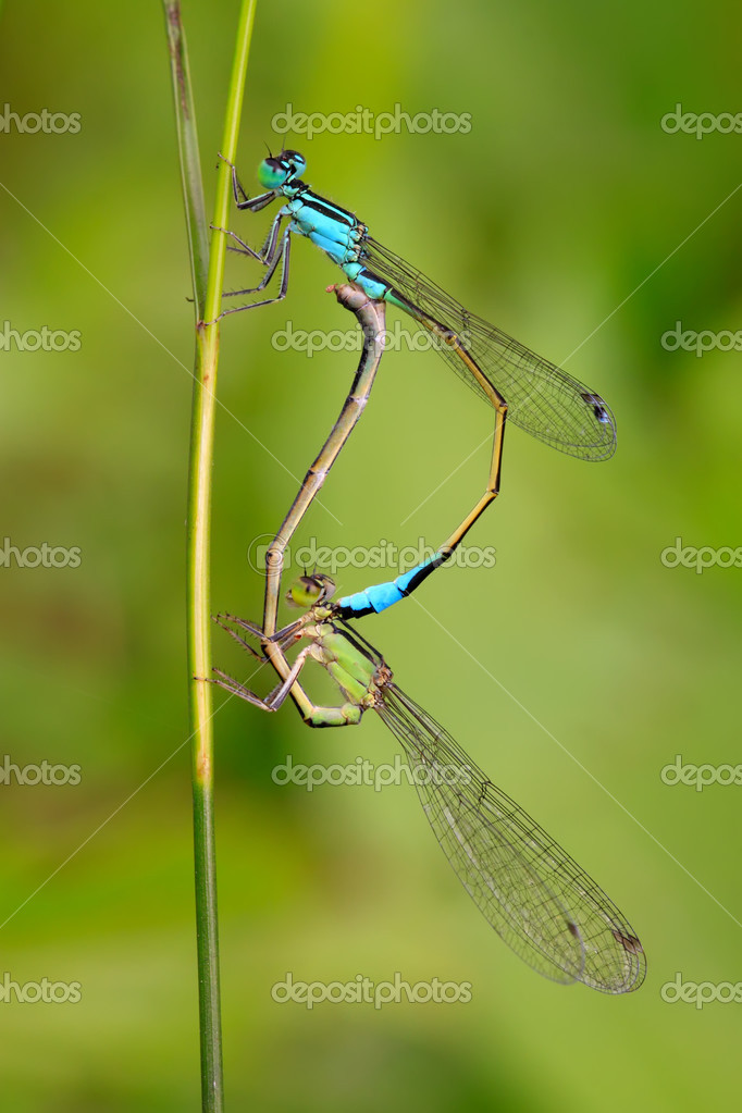 Two mating damselflies Stock Photo by ©lnzyx 34095193
