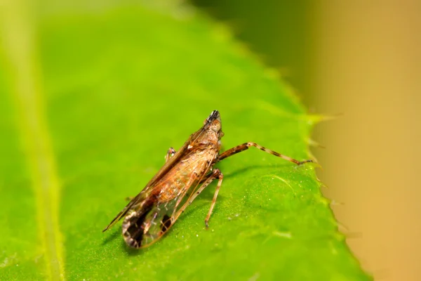Light hemiptera Stock Photos, Royalty Free Light hemiptera Images ...