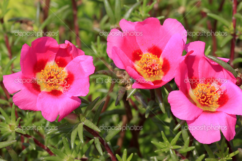 Portulaca pink flowers in wild Stock Photo by ©lnzyx 50688949