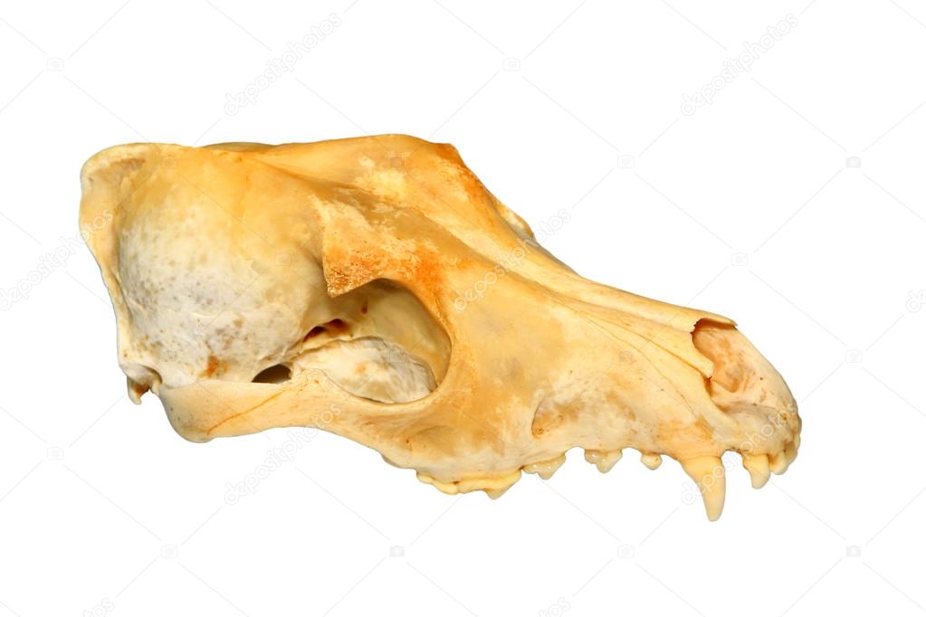 Dead dog skull — Stock Photo © lnzyx #50776891