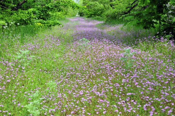 Pradera con flores fotos de stock, imágenes de Pradera con flores sin ...