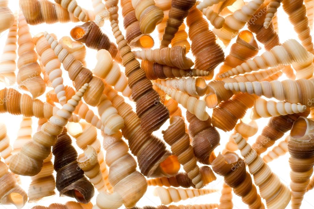 Seashell Background — Stock Photo © mike_laptev #13739523