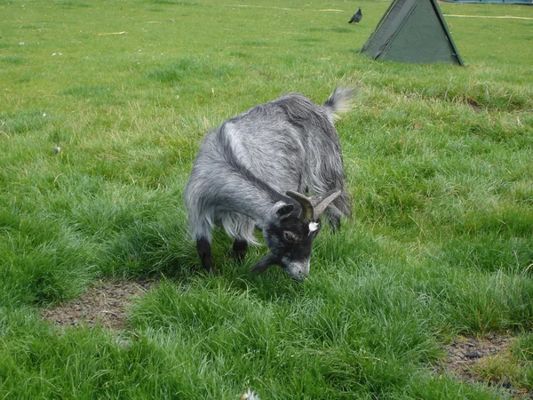 Gray goral Stock Photos, Royalty Free Gray goral Images | Depositphotos