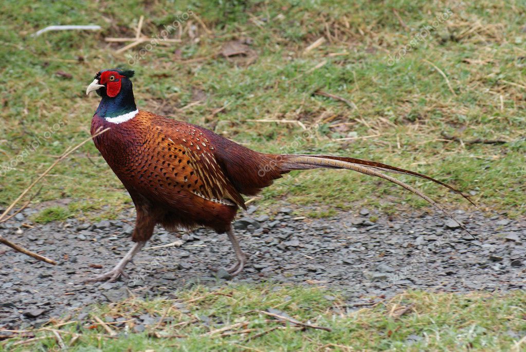 Common Pheasant - Phasianus colchicus — Stock Photo © poeticpenguin ...
