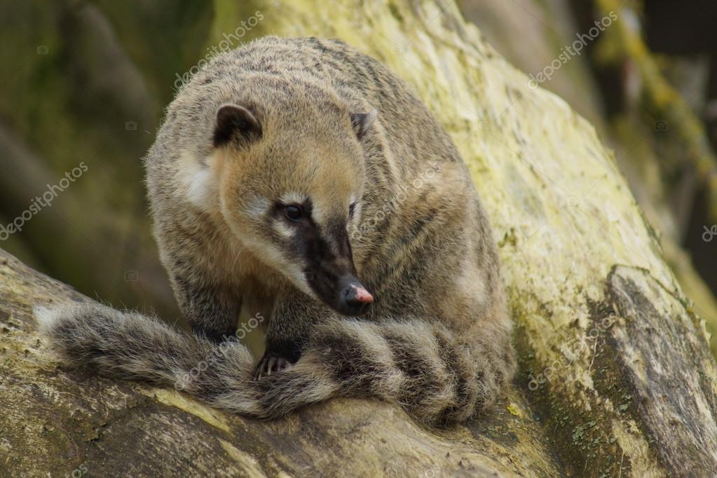 Ring Tailed Coati