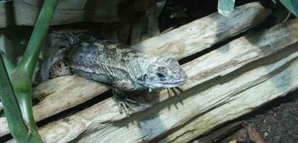 Rail lizard Stock Photos, Royalty Free Rail lizard Images | Depositphotos