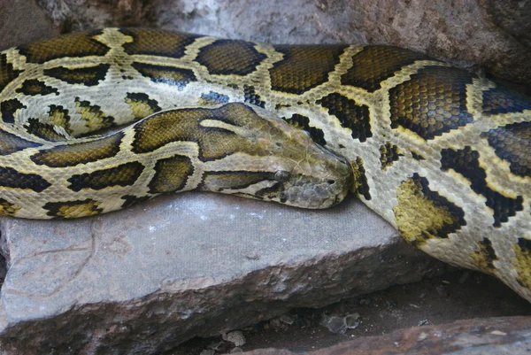 Python rock indiano Stock Photos, Royalty Free Python rock indiano ...