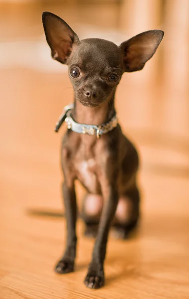 Short haired chihuahua Stock Photos, Royalty Free Short haired ...