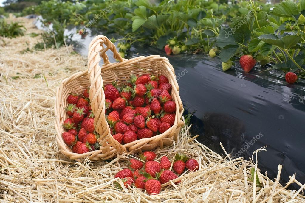 Strawberries in the basket in the field Stock Photo by ©natam 25416351