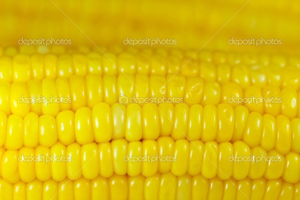 Sweet corn background — Stock Photo © foto76 #13045906