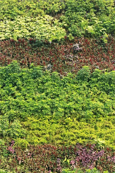 Vertical garden texture Stock Photos, Royalty Free Vertical garden ...