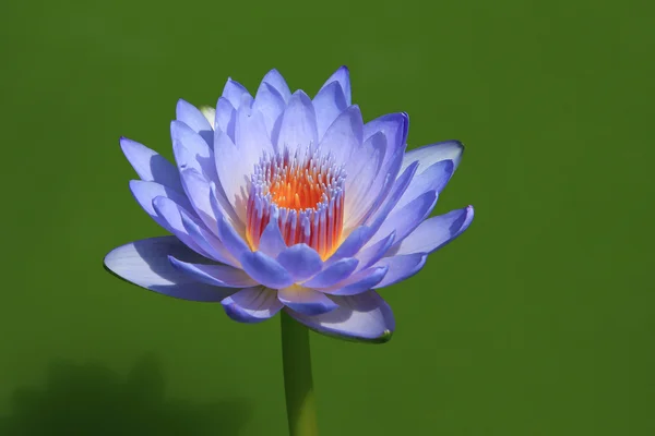 Blue lotus Stock Photos, Royalty Free Blue lotus Images | Depositphotos