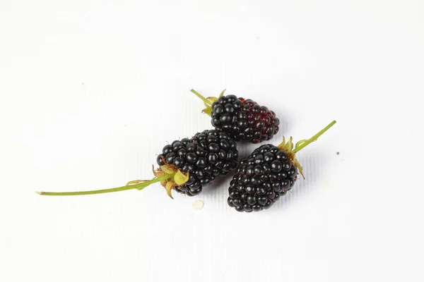 Blackberries on the palm Stock Photos, Royalty Free Blackberries on the ...