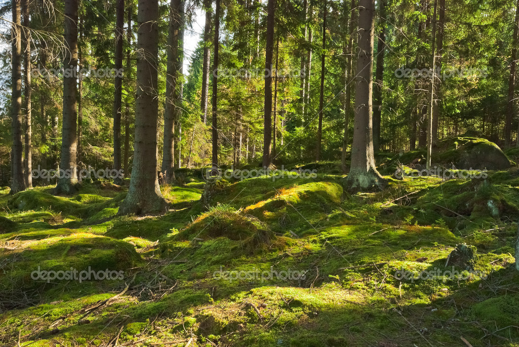 The primeval forest-HDR — Stock Photo © kropic #34426295
