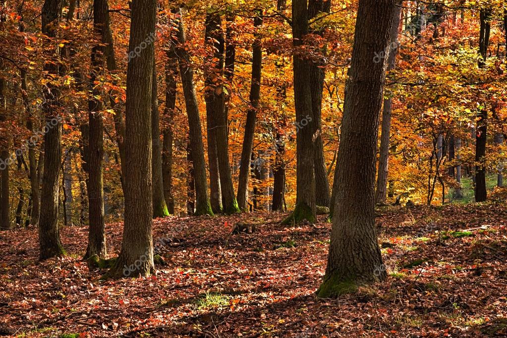 The Oak tree forest Stock Photo by ©kropic 34696243