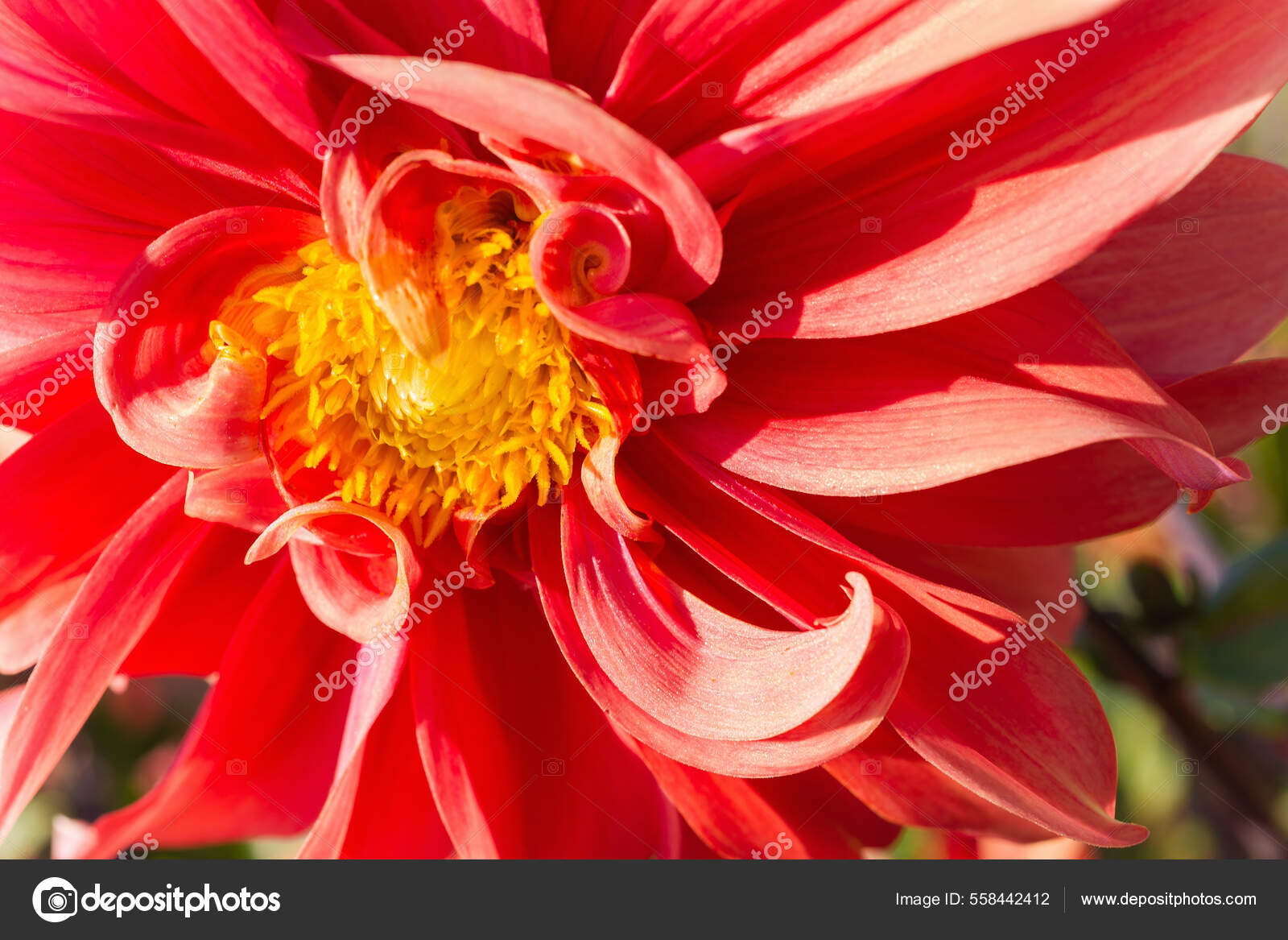 Colorful Endemic Exotic Tropical Plant Closeup — Stock Photo ...