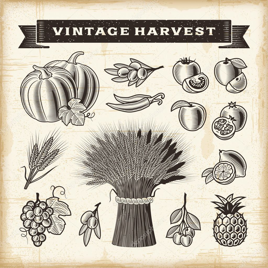 Vintage harvest set Stock Vector Image by ©iatsun #46764215