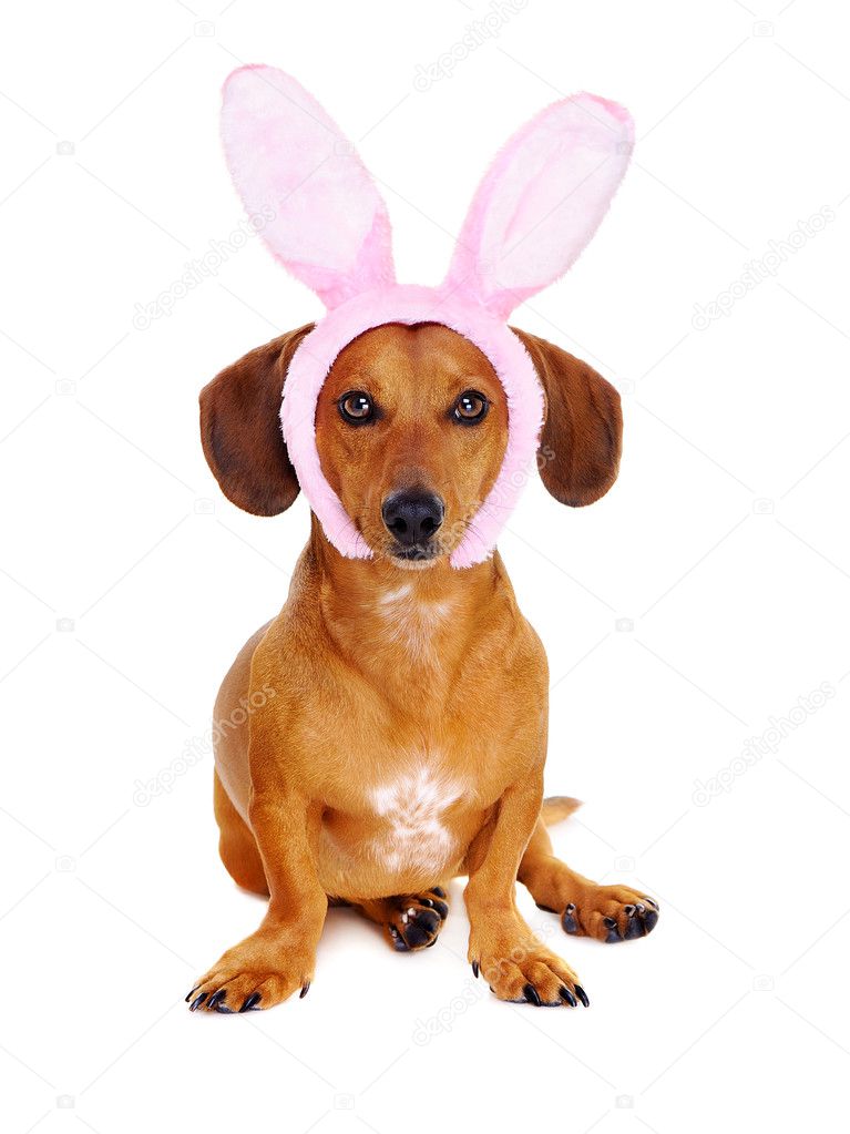 Dachshund dog wearing bunny ears — Stock Photo © iagodina #42685457