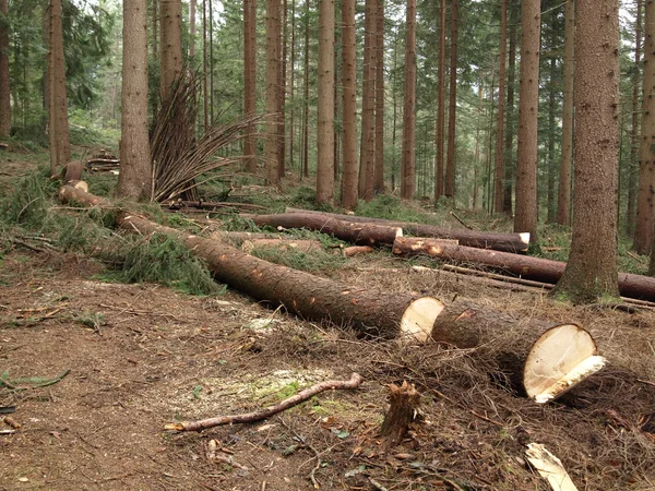 Timberland Stock Photos, Royalty Free Timberland Images | Depositphotos