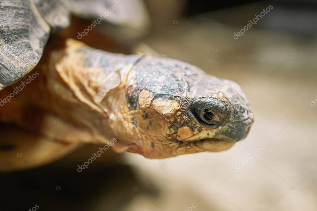 Primer plano de la tortuga radiada en su hábitat en tierra. Hermosa ...