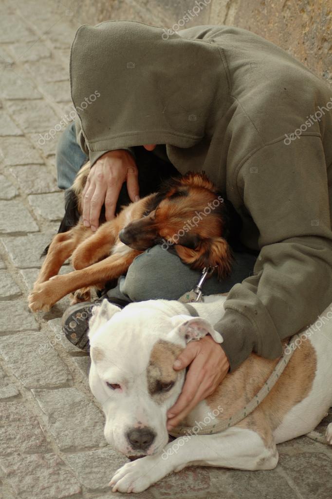 Vagabond perros — Foto editorial de stock #21046131 ©artefy