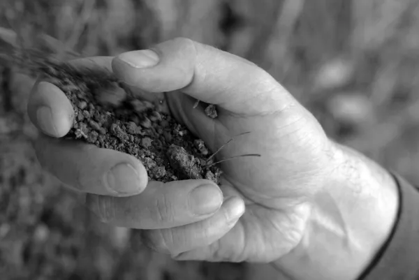 Fotos de Mãos semeando, Imagens de Mãos semeando sem royalties ...