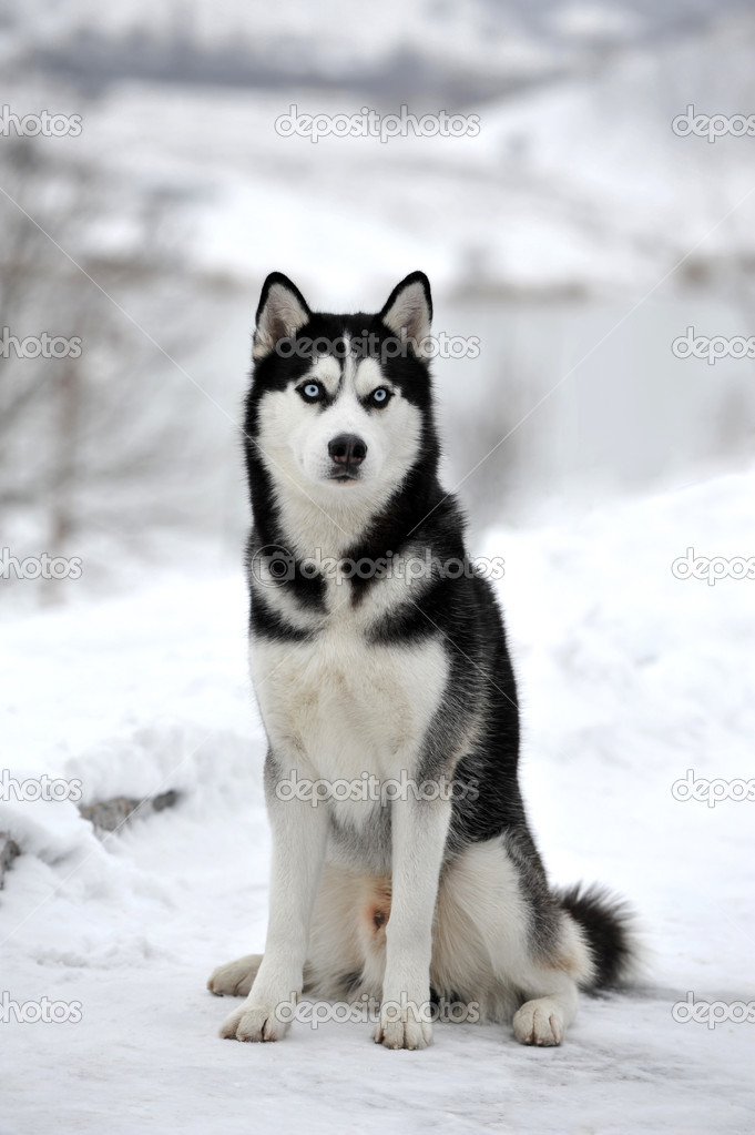 Huskyct HuskyCT outage came from provider — The Daily Campus