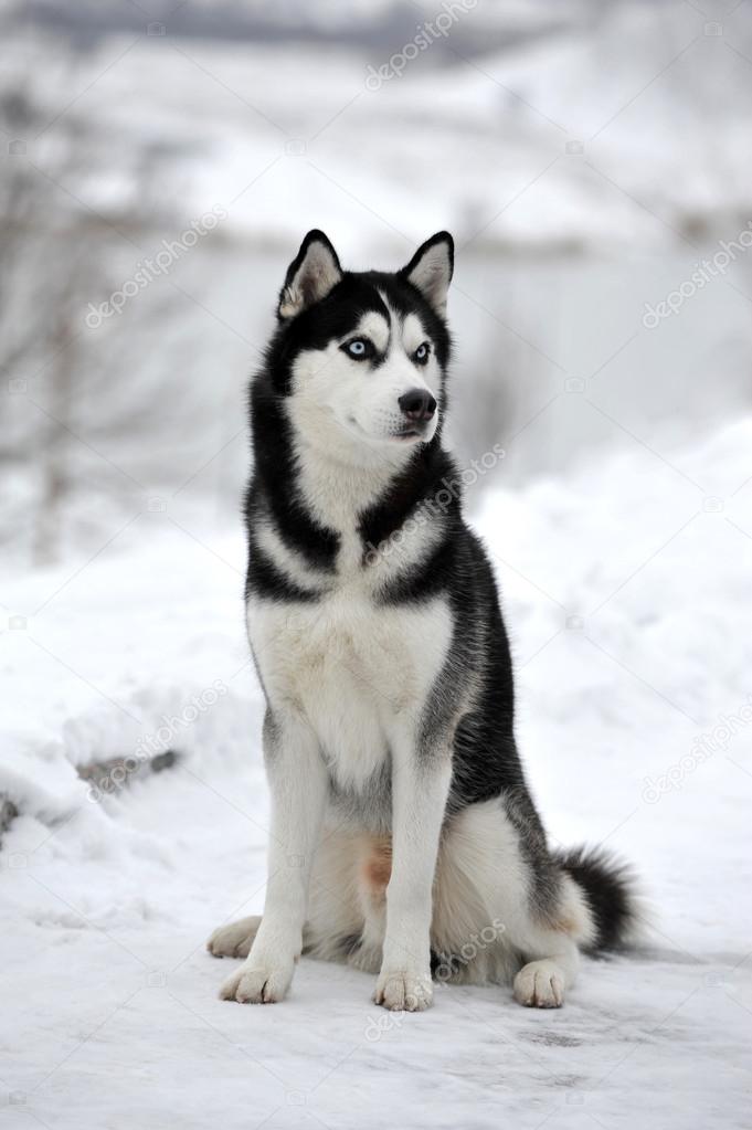 Husky pes — Stock Fotografie © fotoluxstudio #19747263