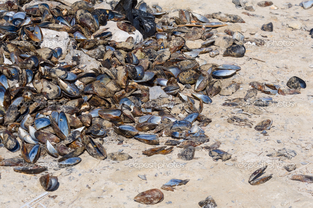 Mussels on the shore Stock Photo by ©fotoluxstudio 51401667
