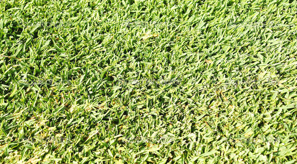 Césped para fondos y texturas: fotografía de stock © sanguer #30708993 ...