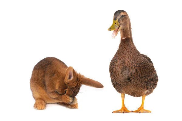 Rabbit or duck Stock Photos, Royalty Free Rabbit or duck Images ...