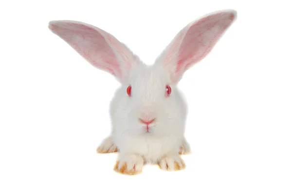 Lapin aux yeux rouges Stock Photos, Royalty Free Lapin aux yeux rouges ...