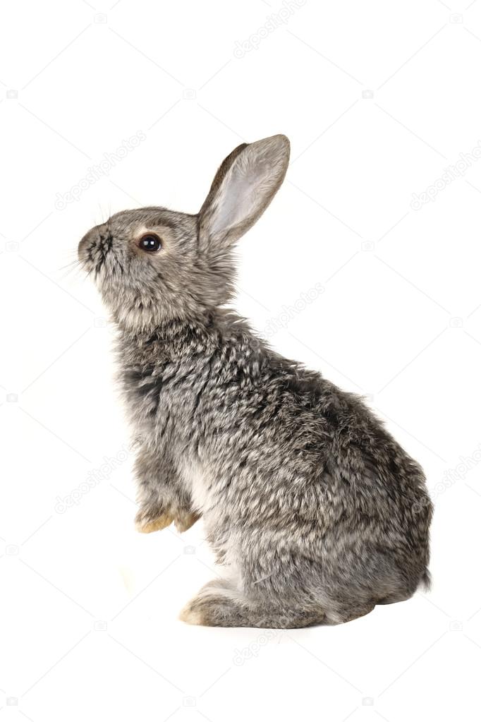 Grey rabbit Stock Photo by ©bazil 12483953