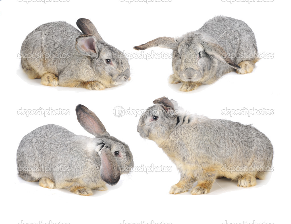 Grey rabbit — Stock Photo © bazil #12484889
