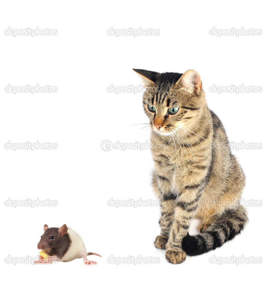 Cat and mouse Stock Photo by ©bazil 16635355