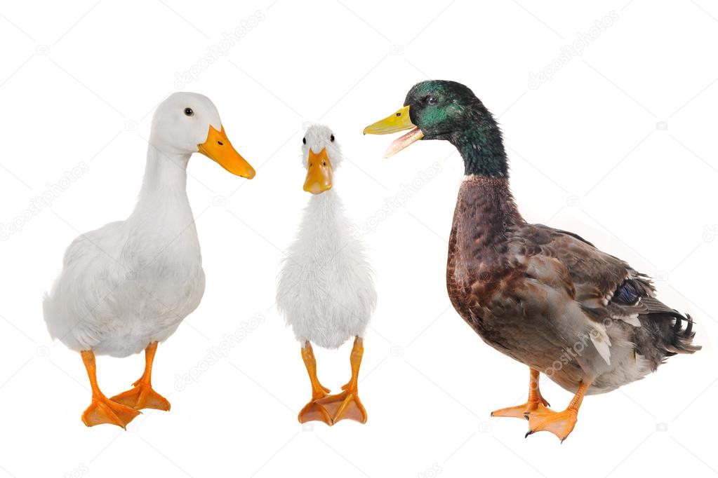 Three duck Stock Photo by ©bazil 18154869