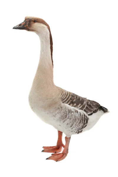 Domestic goose Stock Photo by ©DenisNata 15404841