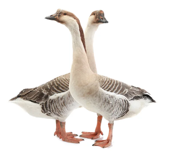 Two goose Stock Photos, Royalty Free Two goose Images | Depositphotos