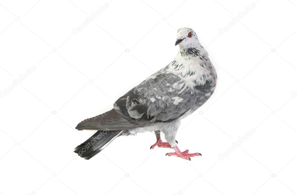 Gray dove — Stock Photo © bazil #21613329