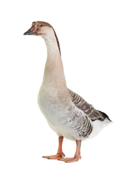 Domestic goose Stock Photo by ©DenisNata 15404841