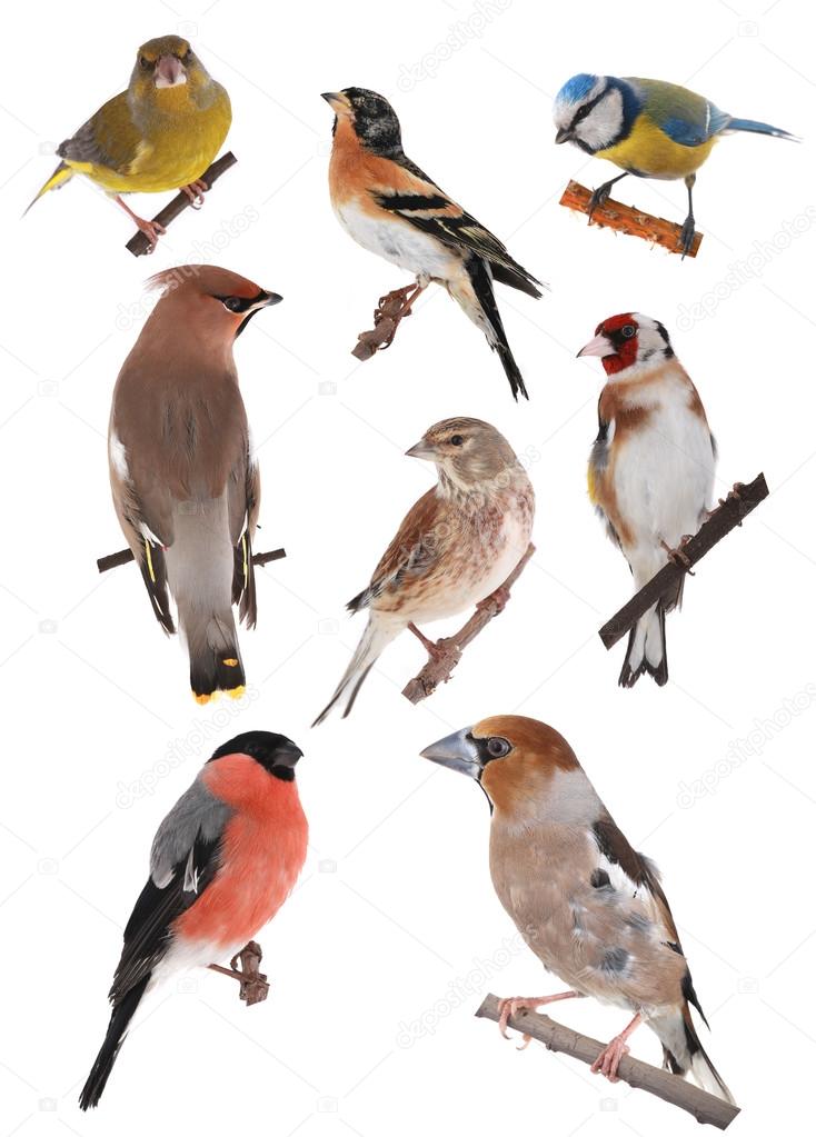 Birds — Stock Photo © bazil #24050409